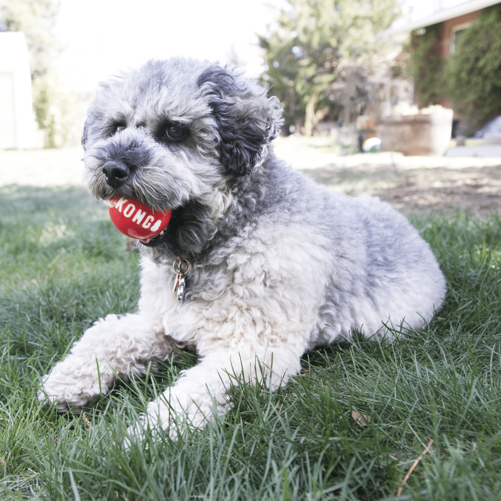 KONG Signature Balls 4pk Medium - GreenArk