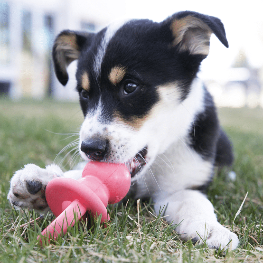 KONG Puppy Binkie - GreenArk